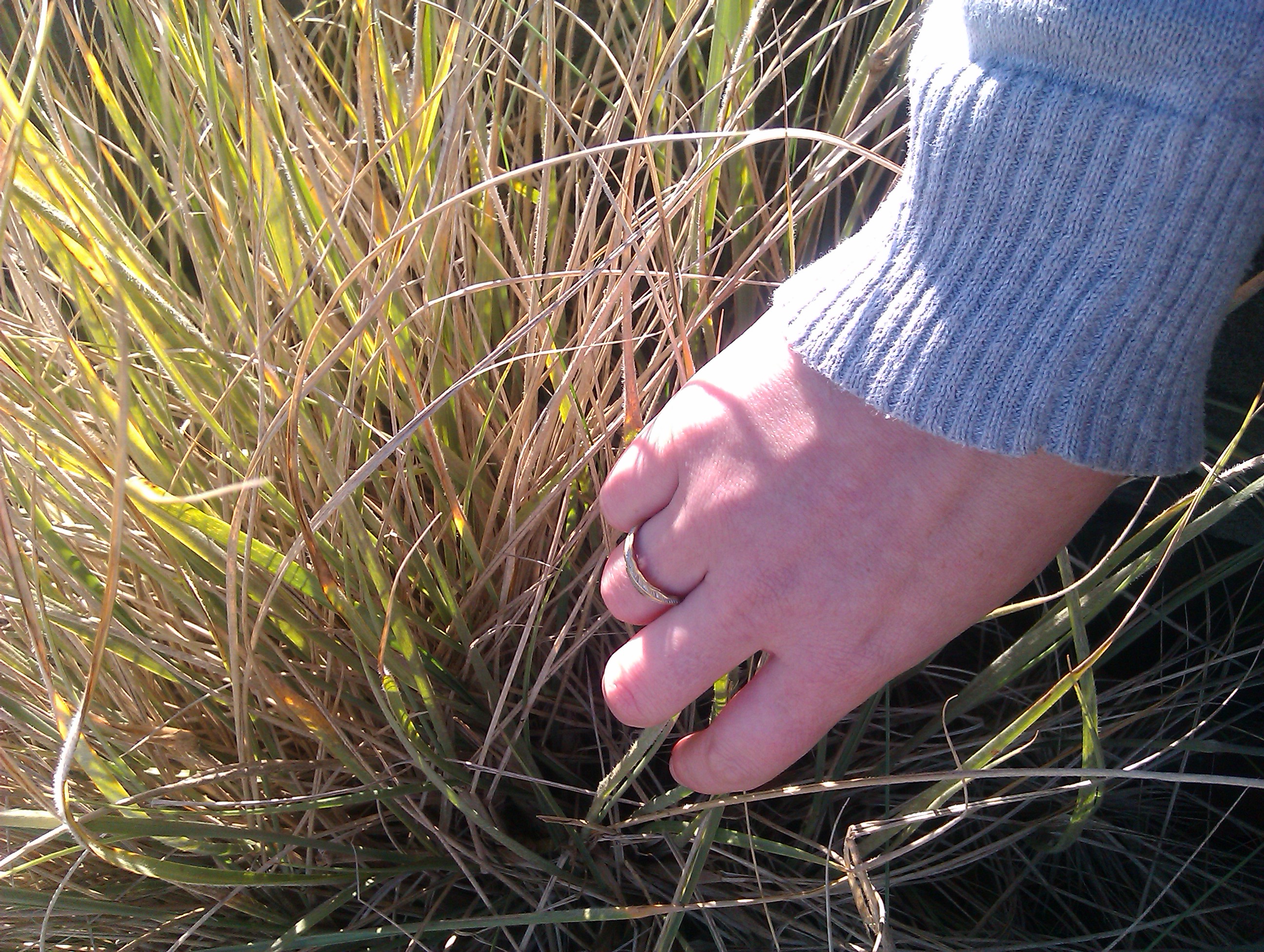 Guling Orchid Season (August) | itellyouarise