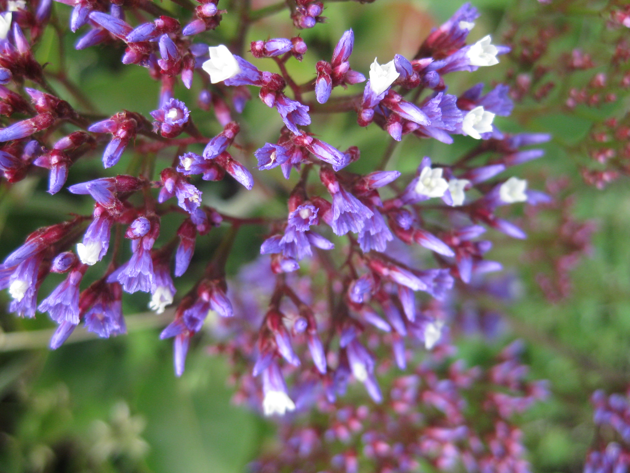 Guling Orchid Season (August) | itellyouarise