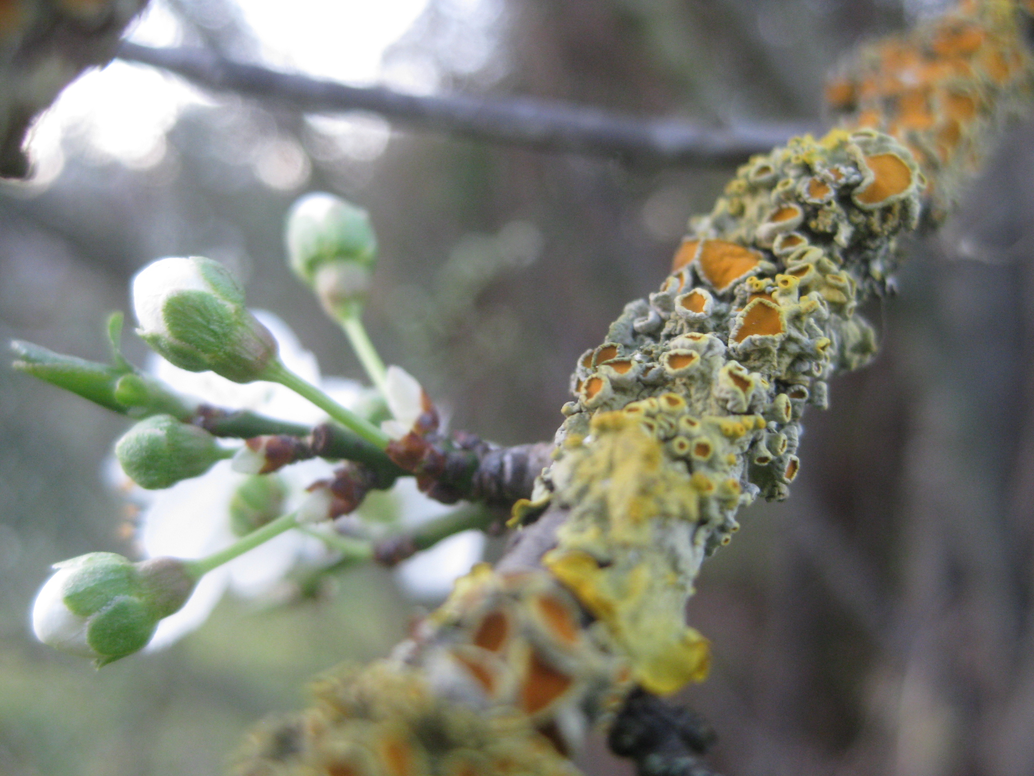 Guling Orchid Season (August) | itellyouarise