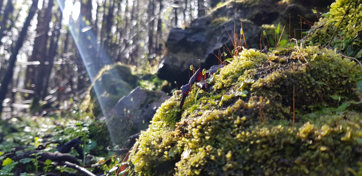 The world is beautiful… beautiful | itellyouarise